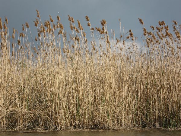 Tall Grass Texture